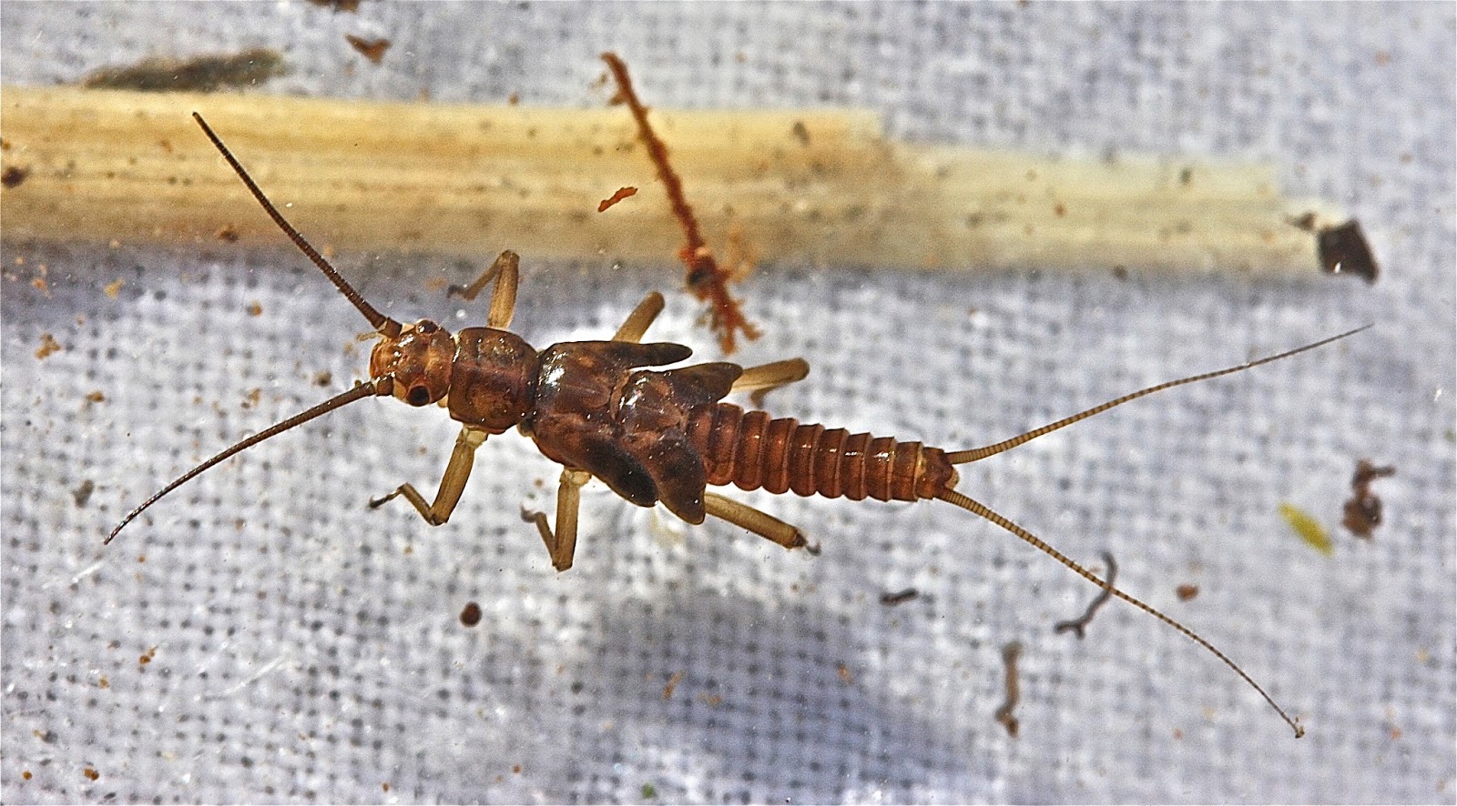 Aquatic Insects of Central Virginia: A review of the large winter stone ...