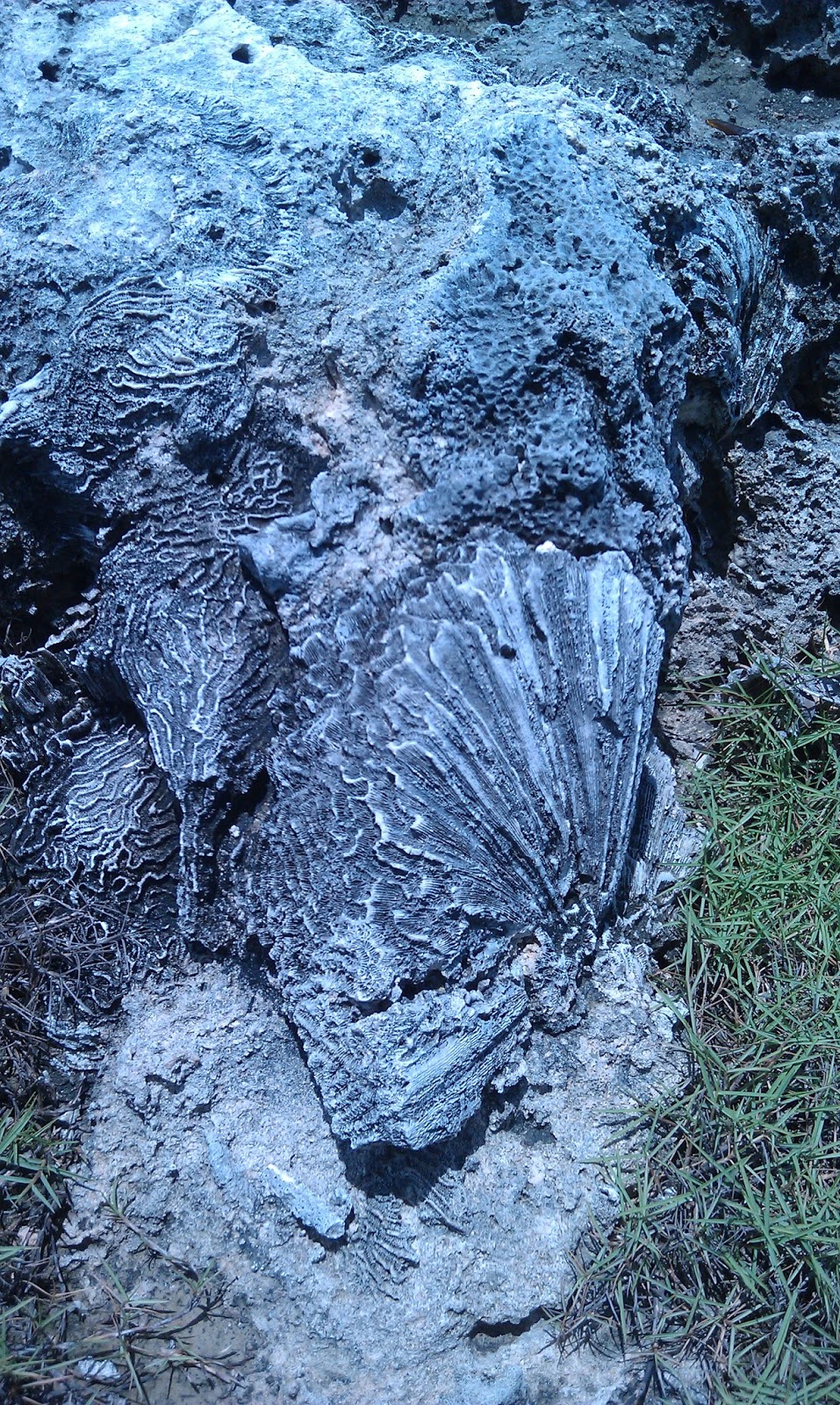 BOX-ENGINEERING: ROCA CALCÁREA, MARAVILLAS DE DIOS