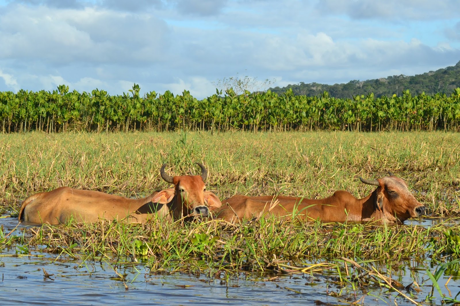 Guyane : Observer les caïmans aux marais de Kaw - Les rêveries d'Isisya