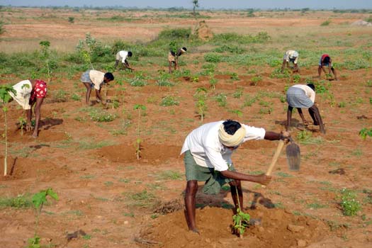 Agriculture in The World: Plantation Agriculture
