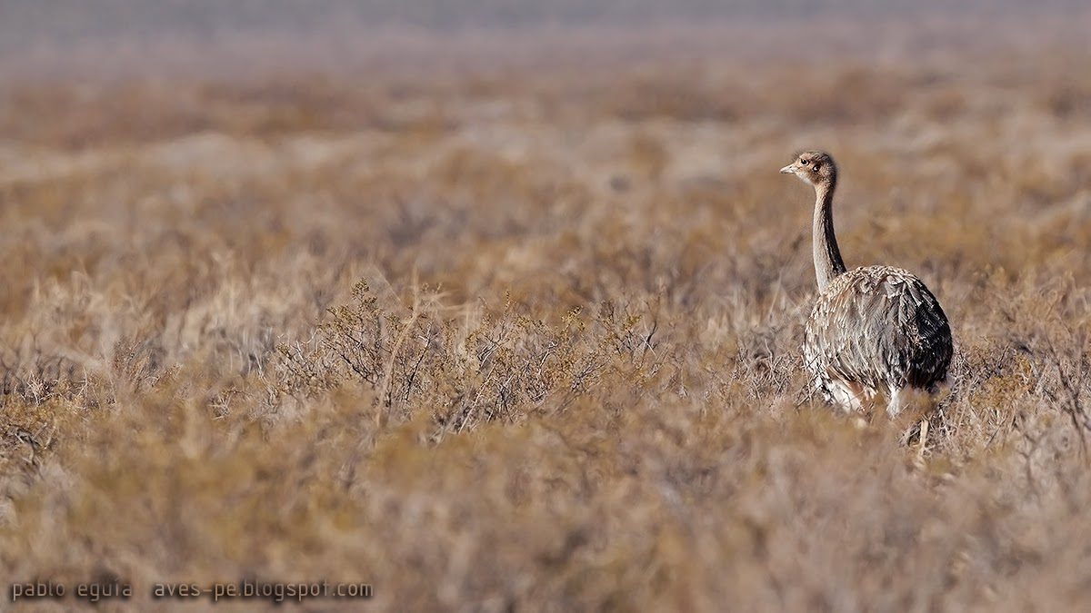 mis fotos de aves: Rhea pennata Choique Lesser Rhea
