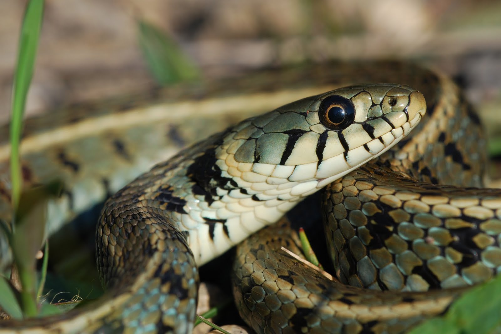Yorkshire Field Herping and Wildlife Photography: Back To Snake Island ...