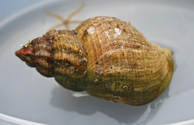 Behind the French Menu: Bulots, Bourgets or Buccins - Whelks. Whelks ...