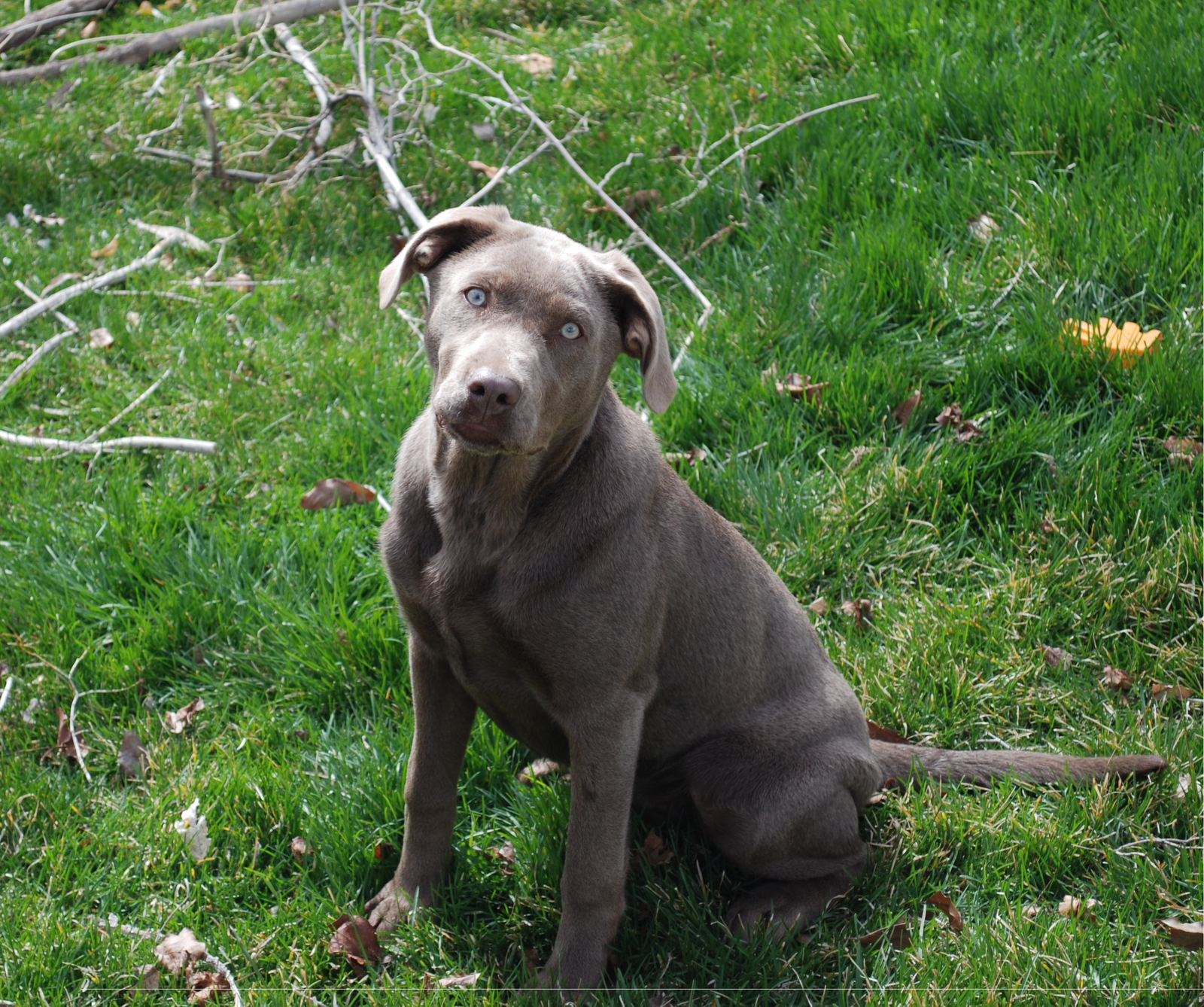 Skyline Silver Labs: Females