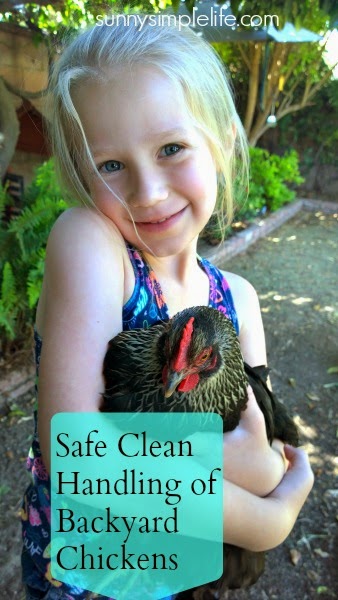 Sunny Simple Life: Safe Clean Handling of Backyard Chickens