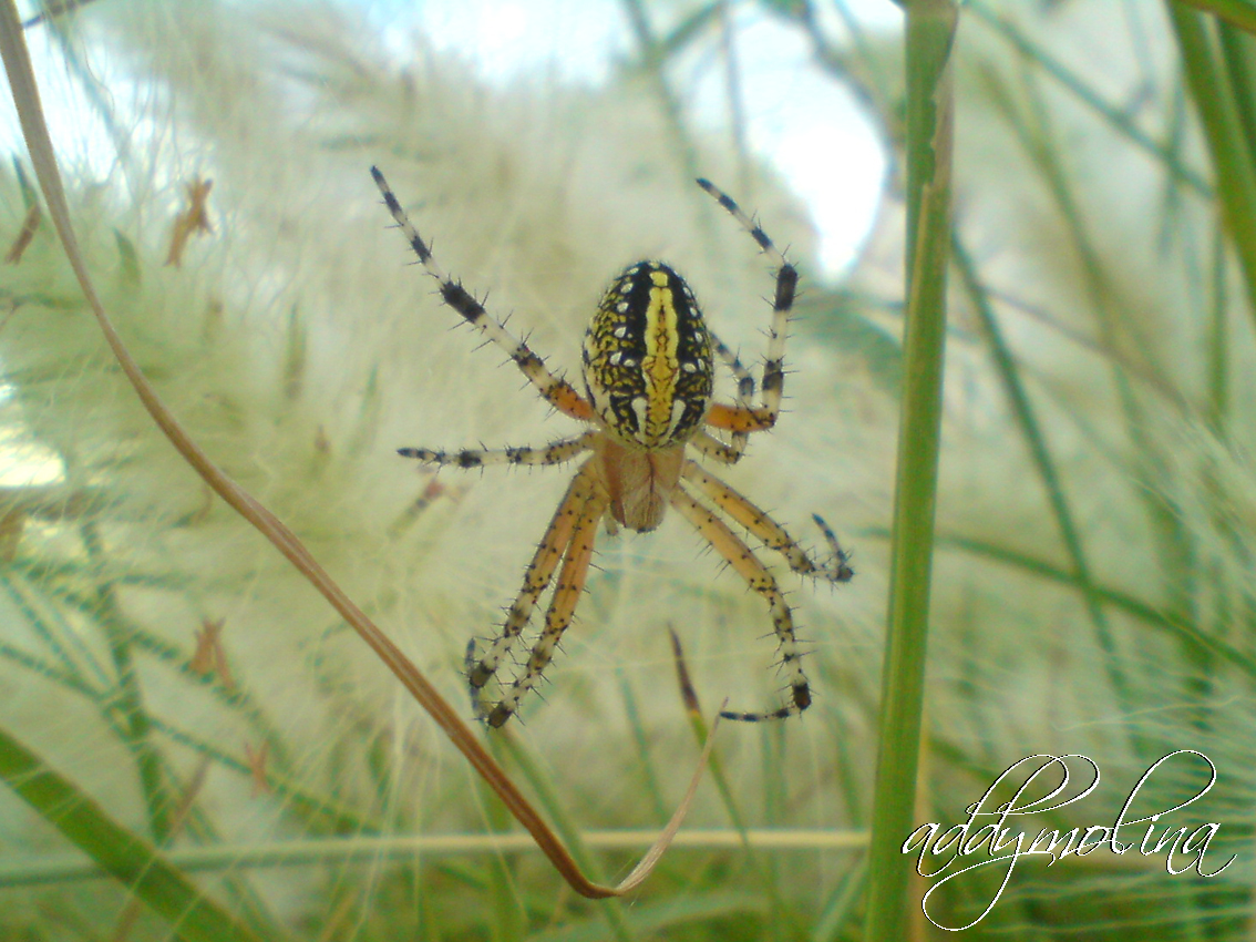 Cachivaches: Tintero de lo incierto: De arañitas y arañotas (fotografía)