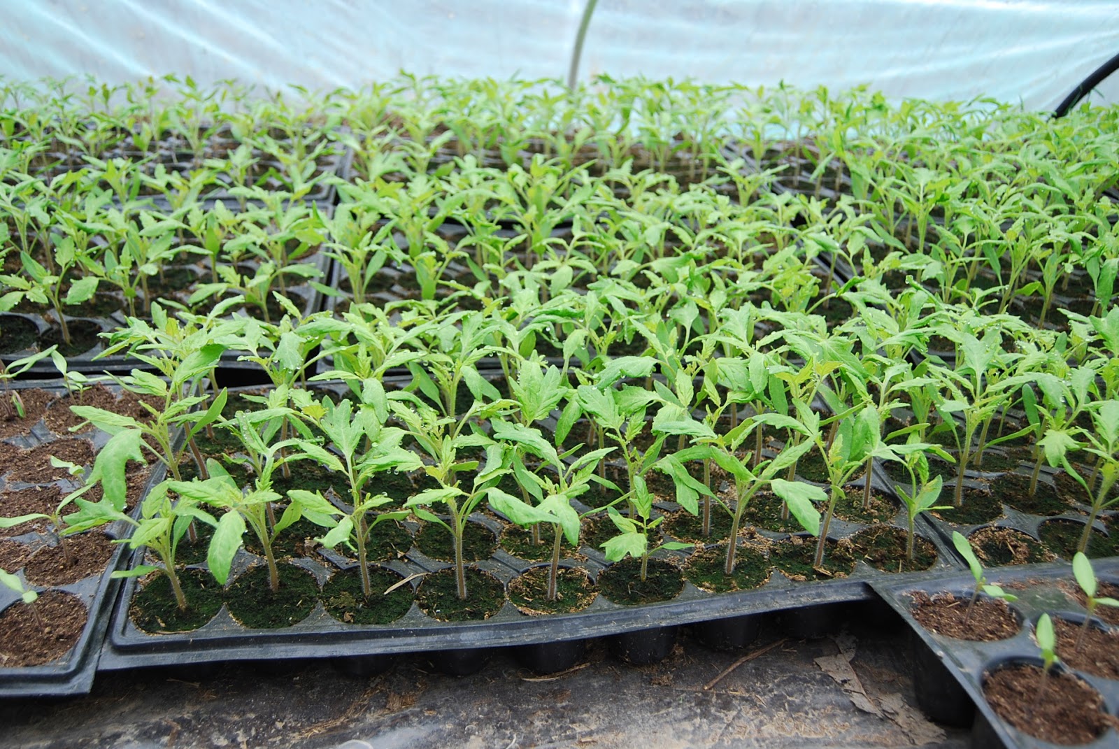 LEGUMICULTURA IN SOLAR SI SERE: RASADURILE DE ROSII