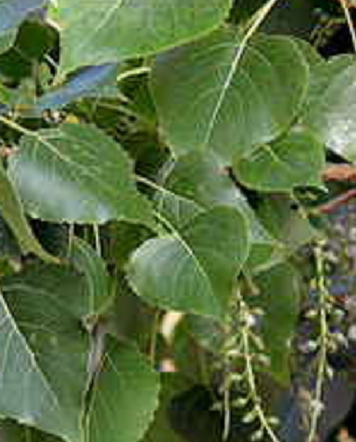 elarbolmiamigo-encinarosa: Populus nigra / Chopo negro / Álamo negro ...