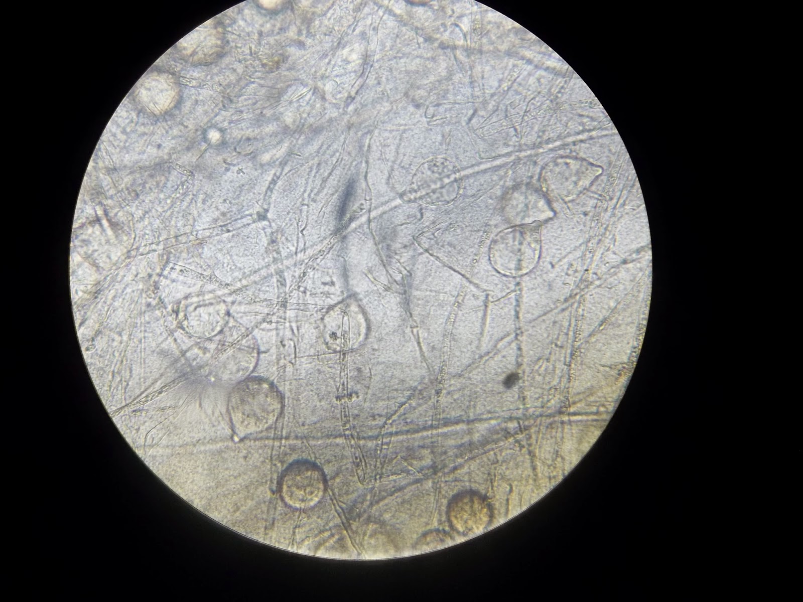 Morfologi Mikroba Selain Bakteri