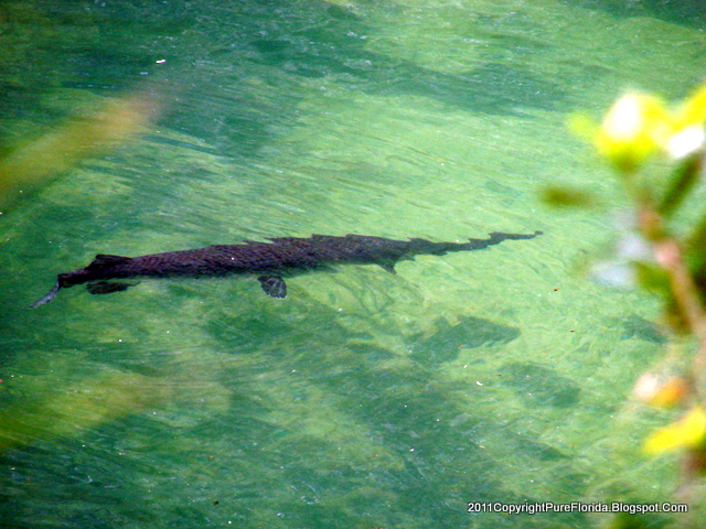 PURE FLORIDA: Blue Springs