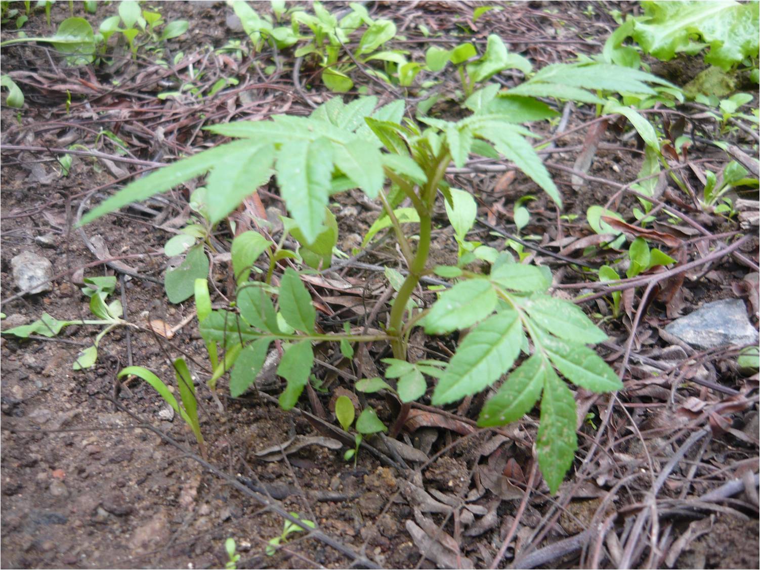 ALTERNATIVA ECOLÓGICA: CULTIVO DE HUACATAY