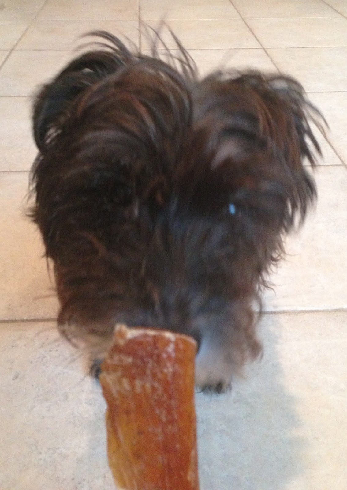 Tasty Tuesday: Nip and Bones Buffalo Paddywack Dog Chew Review | Oz the ...