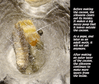 SilknThreads: LIFE CYCLE OF SILKWORMS