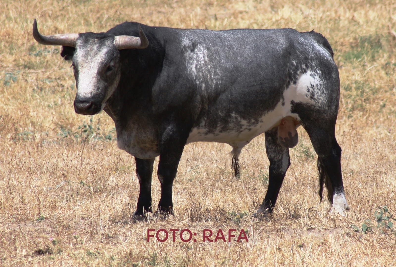 Toreo en Red Hondo: A DON EDUARDO MIURA: 'PREPÁREME VEINTE VACAS TOREADAS'