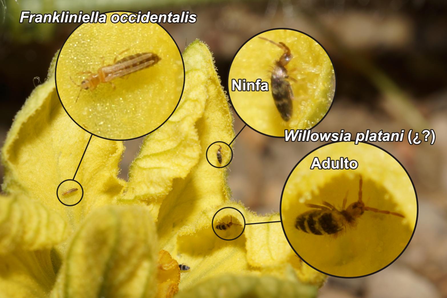 Homo agricola: El colémbolo pijama
