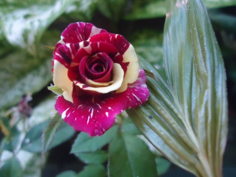 Wallpaper Bunga Mawar Pelangi Yang Menawan - Rumah Daun Muda