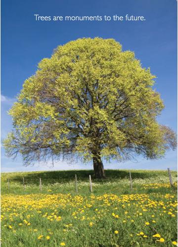 A Holiday Queen's Blog: Plant a tree, it's "National Arbor Day"!