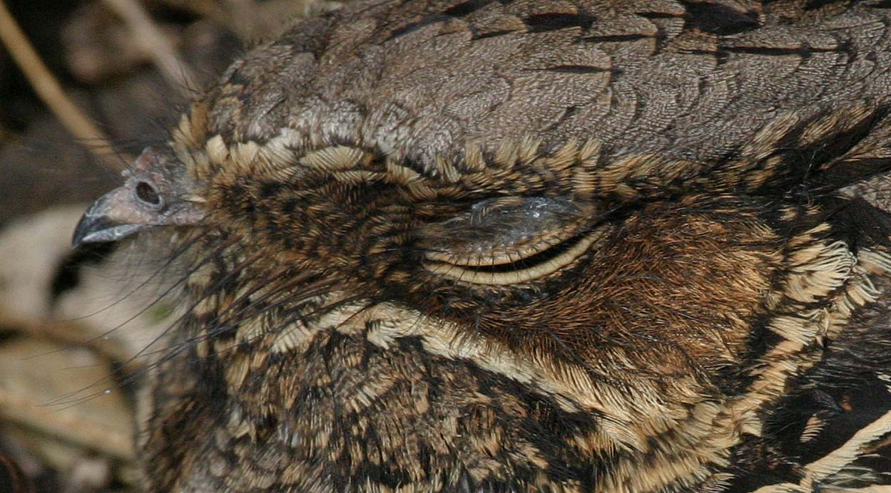 Sometimes I Wonder, Sometimes I Wander: Sighting (and Photographing ...