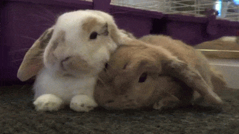 Bunnies and Sunshine: October 2014