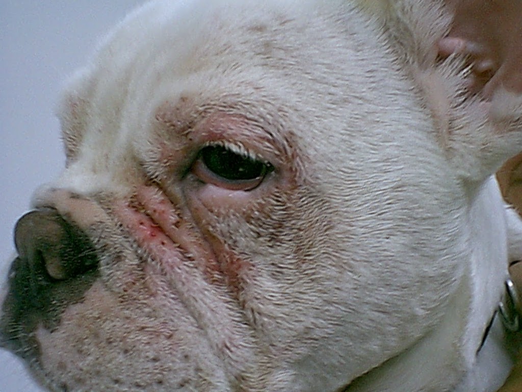 Dermatologia Clinica Veterinaria Dirus: Dermatitis Atopica o Atopia en ...