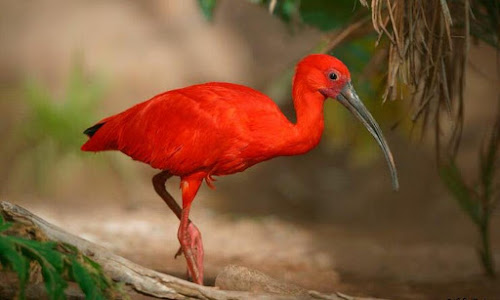 Red Parsley: Top Five Red Birds