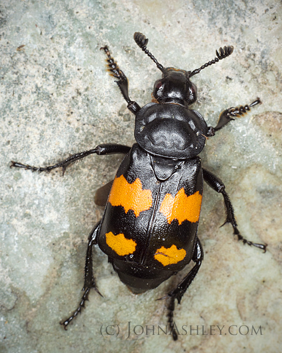 Wild and Free Montana: Home Sweet Crypt