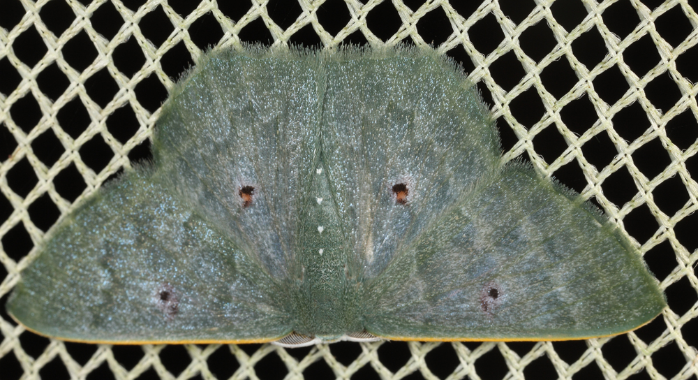 BunyipCo: National Moth Week