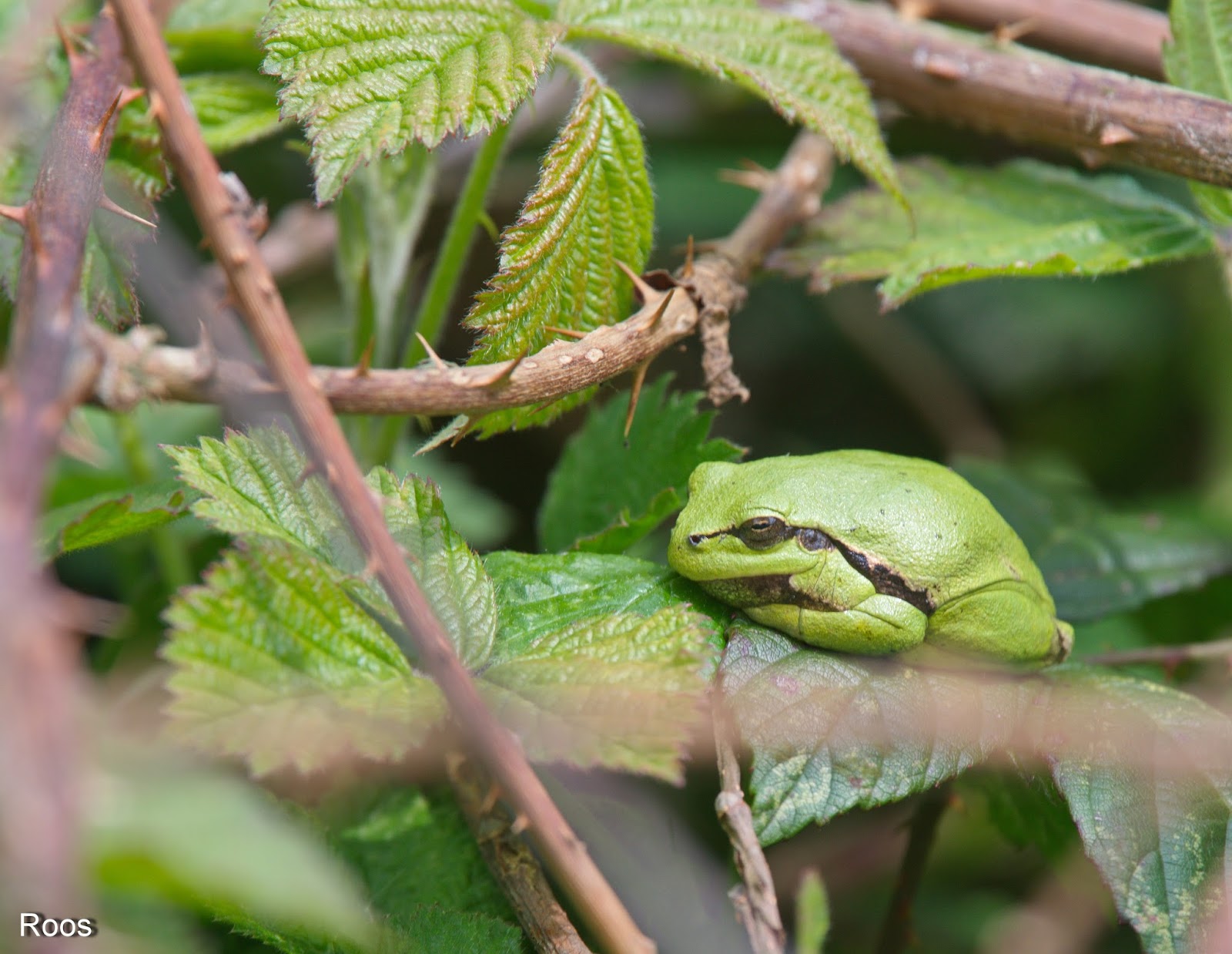 Natuur, cultuur en alles wat boeit ...: De Doort, boomkikkers ...