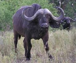 Bivolul African (Syncerus caffer) | WORLD ANIMALS