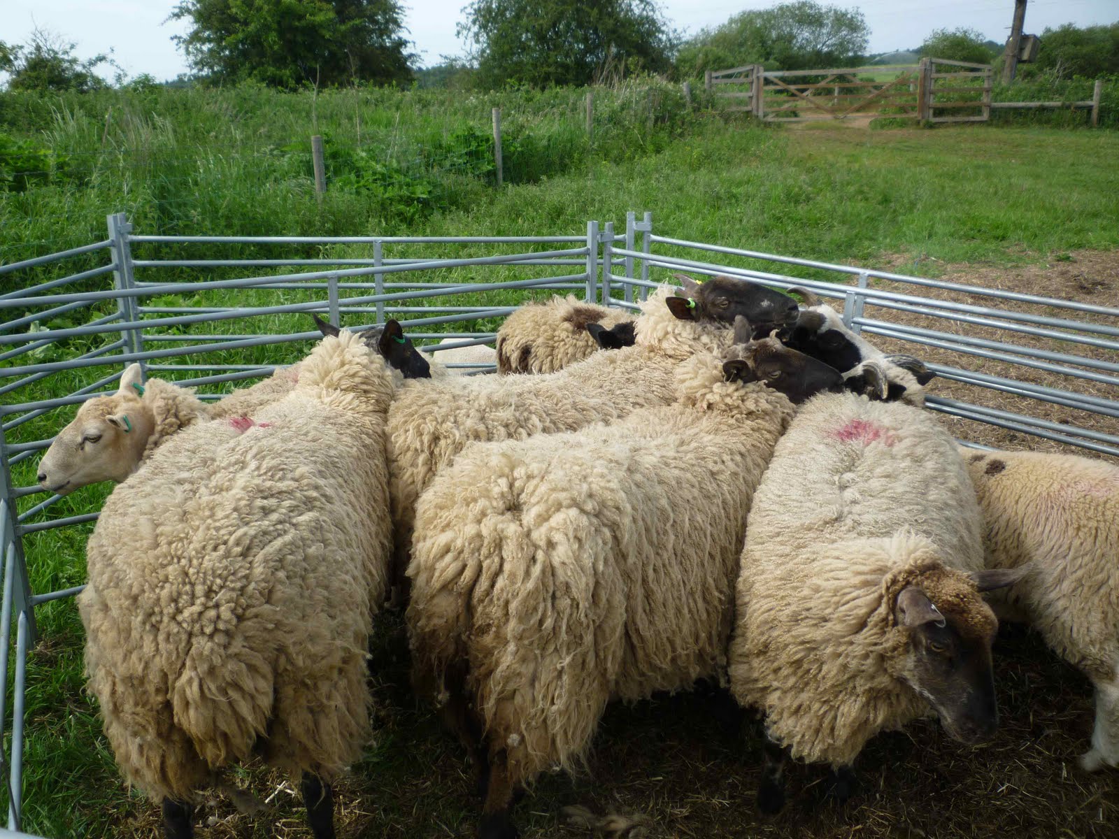 A Norfolk farmer: Sheep shearing and catch up!