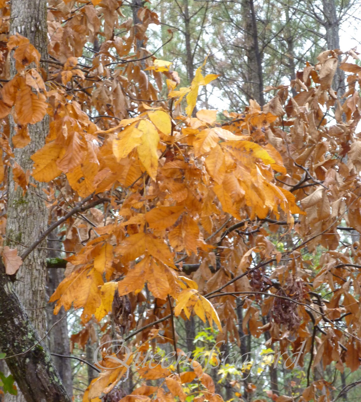 The Queen of Seaford: Tuesday's Trees- Fall Color