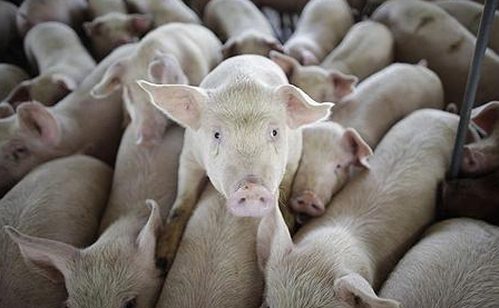 Blogs and that: Mark 5:1-20 - Not about pigs