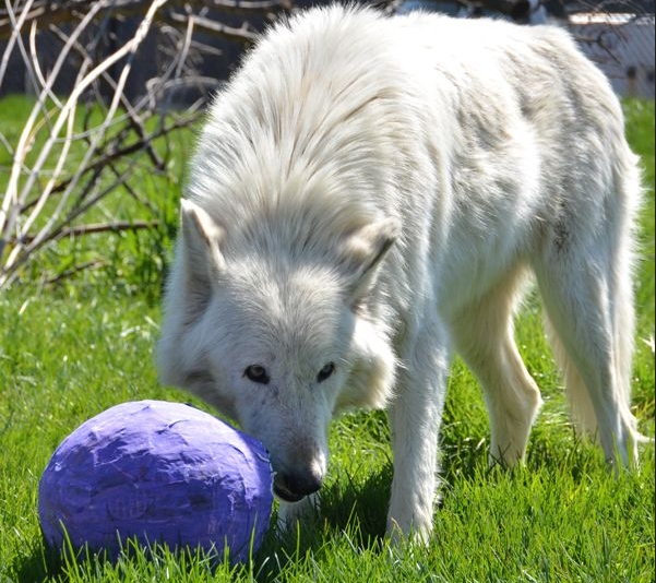 White Wolf : Celebrate Easter Egg Hunt With Amazing Wolves
