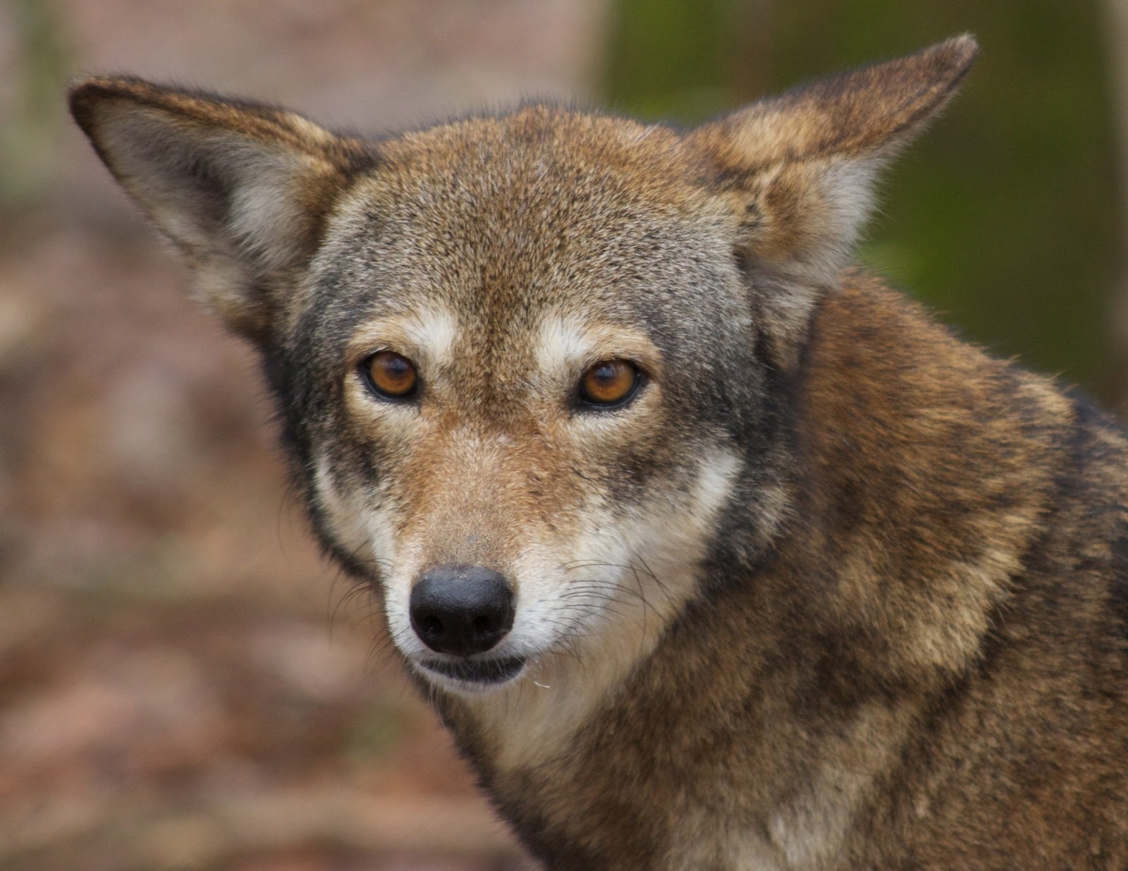 RETURN OF THE RED WOLF: Red Wolf Readings and Research Aids