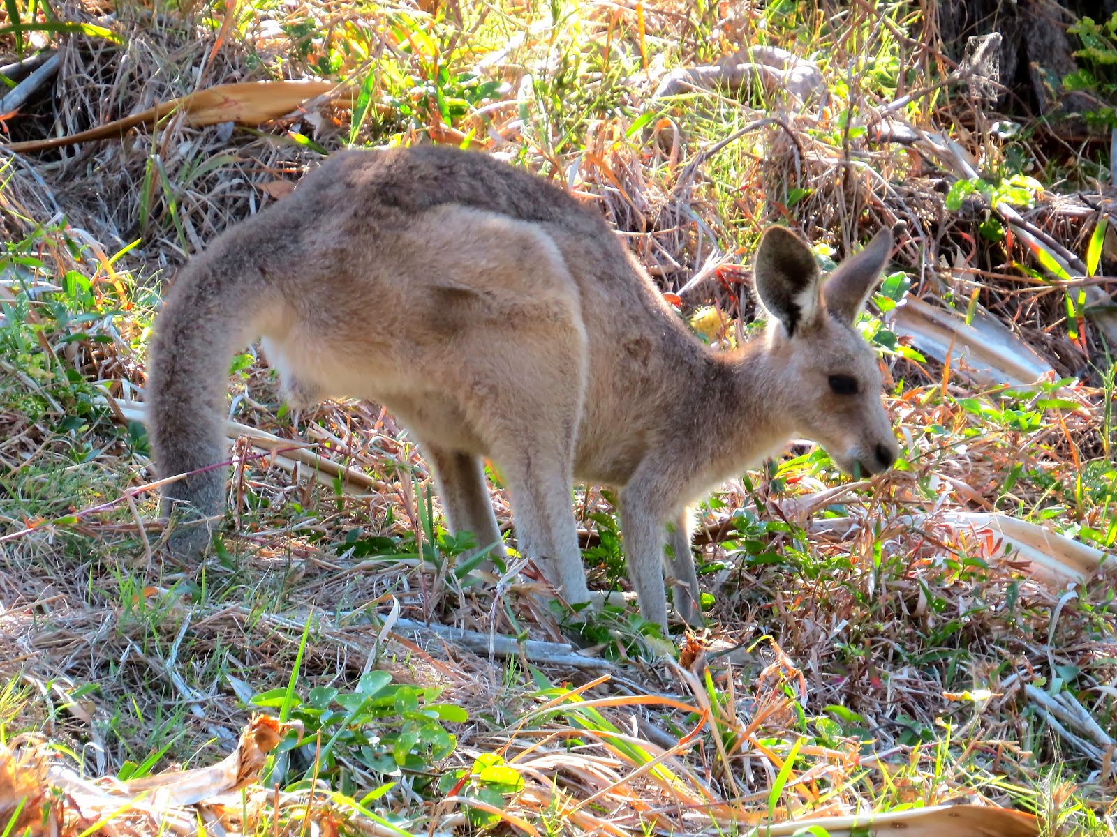 November Wildlife Report