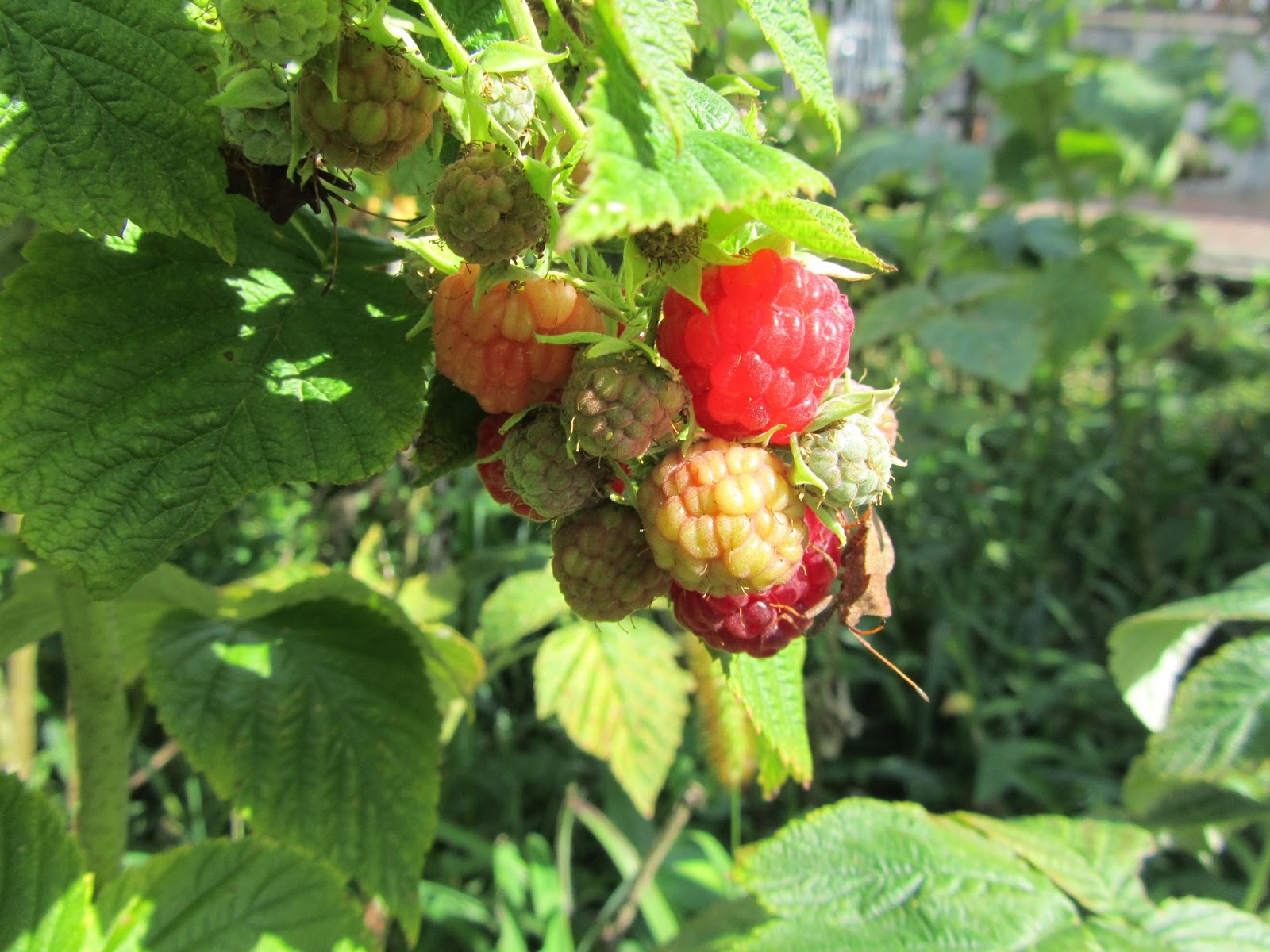 Dove Piantare i Lamponi (Rubus idaeus)? Come Si Coltivano? | Il Gusto ...