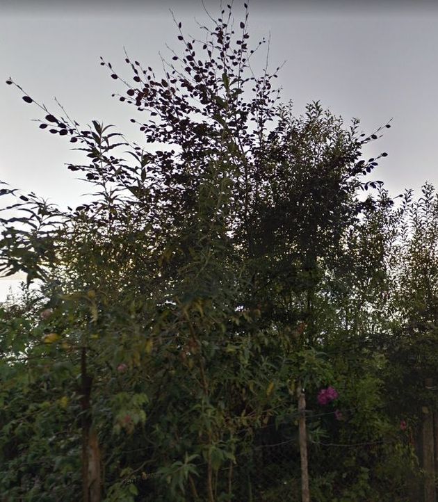 Future Plants by Randy Stewart: Robles and Antarctic Beech