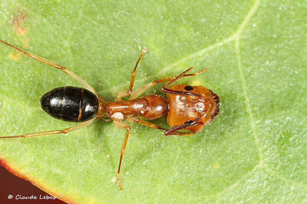 fourmis de Cuba- Hormigas de Cuba- Ants of Cuba: Camponotus bermudezi