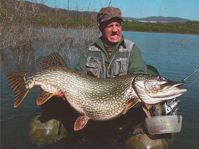 International Fishing News: ITALY: World record size pike caught!
