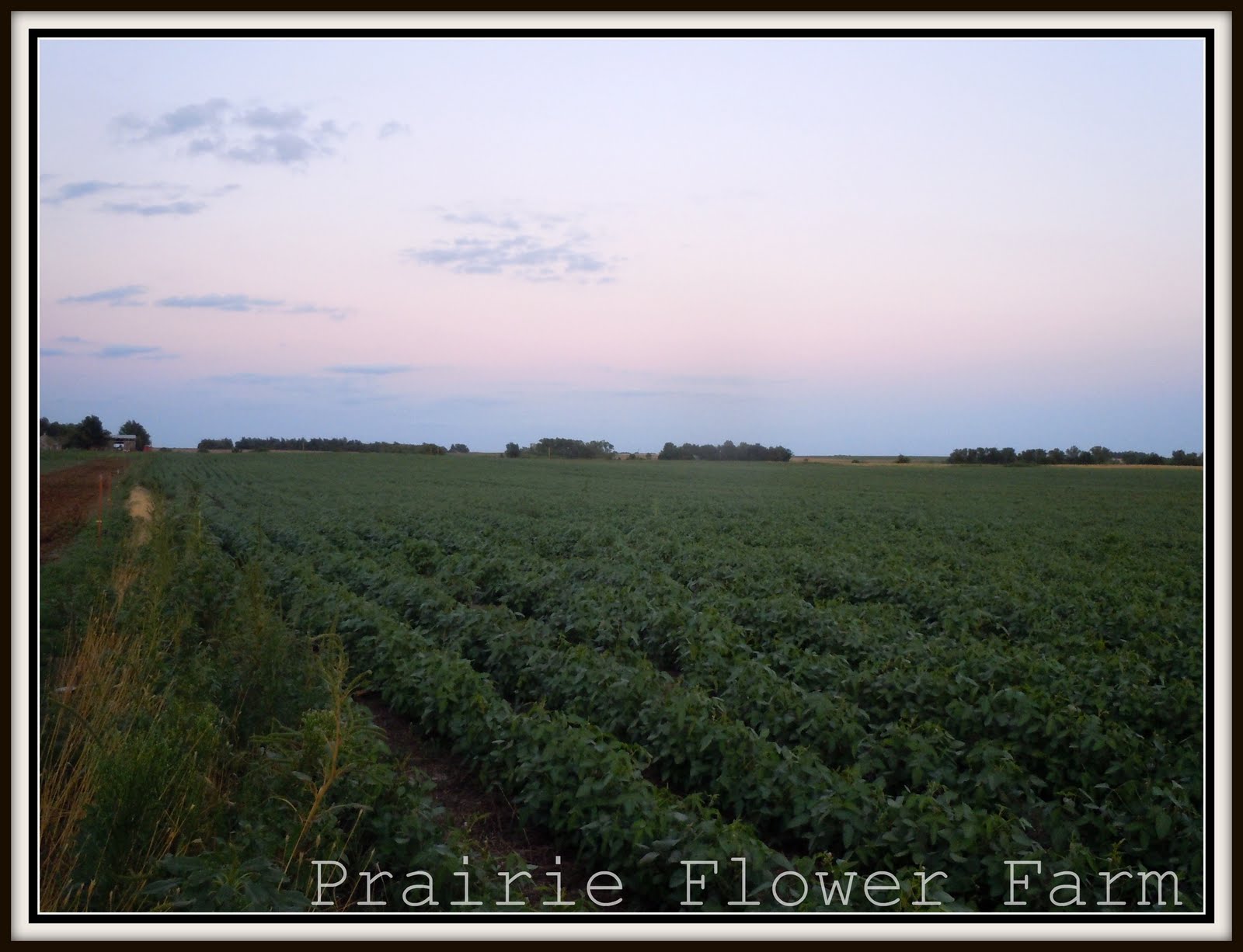 Prairie Flower Farm: The Girls Are Back!