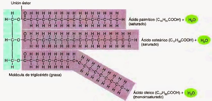 Lípidos (triglicéridos, esteroides, fosfolípidos)