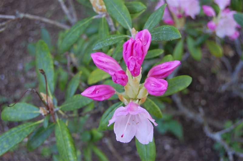 Capadia Designs: Flower and Photo Questions Answered