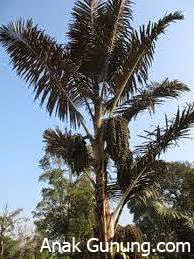 Mengenal Manfaat Pohon Aren Atau Enau - wikiflorafauna