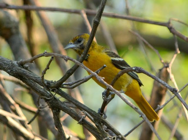 Woods Walks and Wildlife: May Yard Birds: Week 1