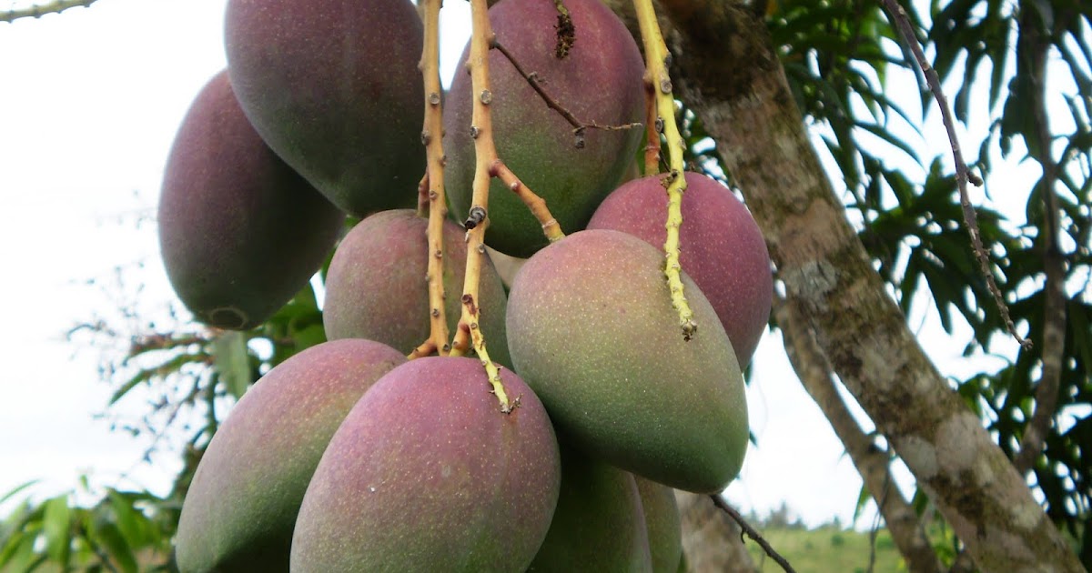 Jifunze Kilimo: MAEMBE NI UTAJIRI MKUBWA