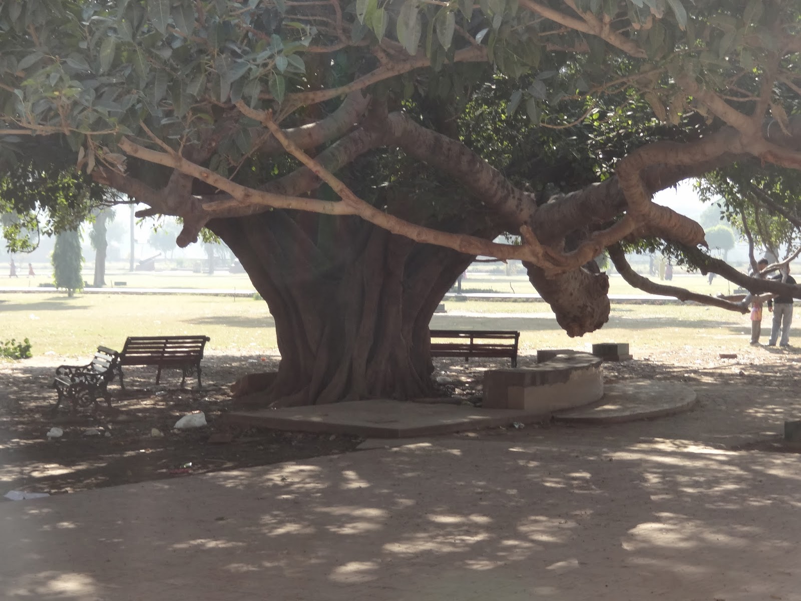 Plants of Lahore - Pakistan: Pilkhan tree- A magnificent joy!