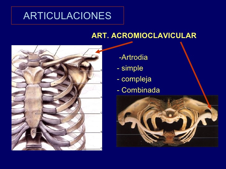 ANATOMÍA DEL HOMBRO Y CINTURA ESCAPULAR.