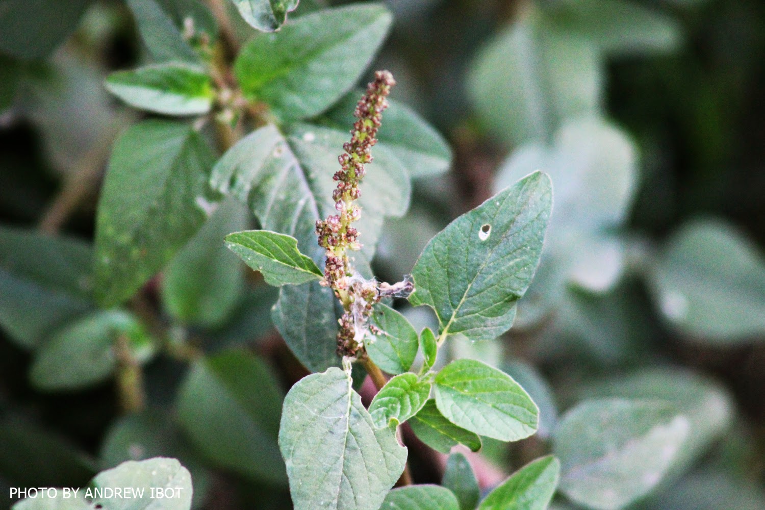 Ako si ANDREW IBOT!: Kulitis (Amaranthus spinosus L)