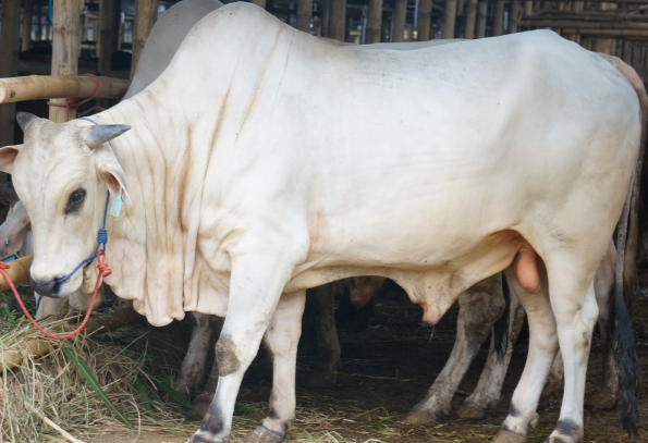 Jenis Sapi Asli Indonesia Tidak Kalah dengan Luar Negeri