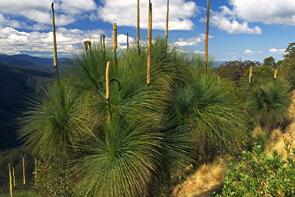 garden at heart: Plant profiles: The Grass Tree